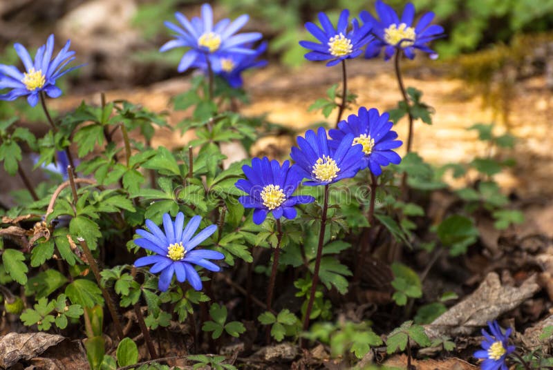 Blue Anemone stock photo. Image of detail, blue, plant - 31333878