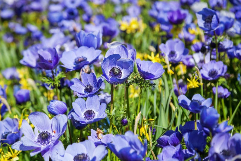 Blue anemone flowers stock image. Image of anemone, plant - 71203057
