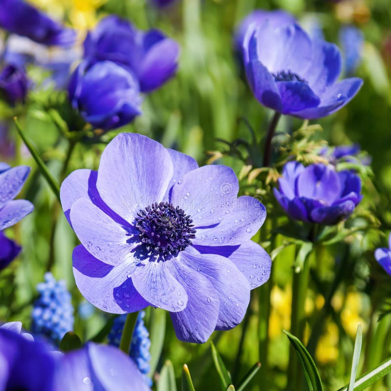 Blue anemone flowers stock photo. Image of flower, flora - 71203058