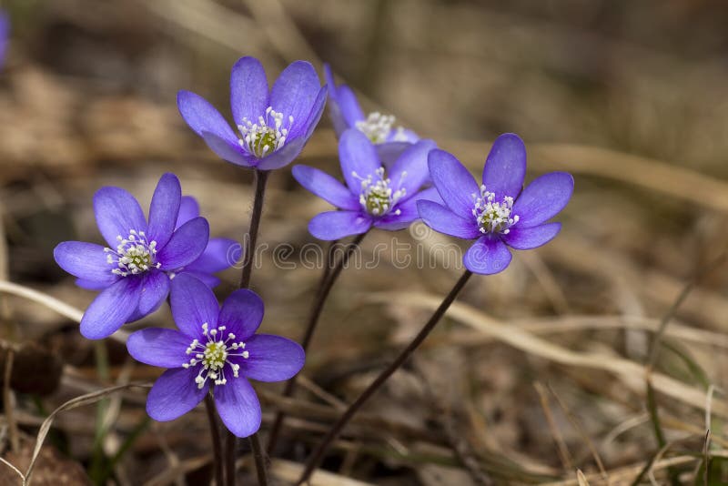 Hepatica flowers stock photo. Image of flower, blue, liverwort - 19340782