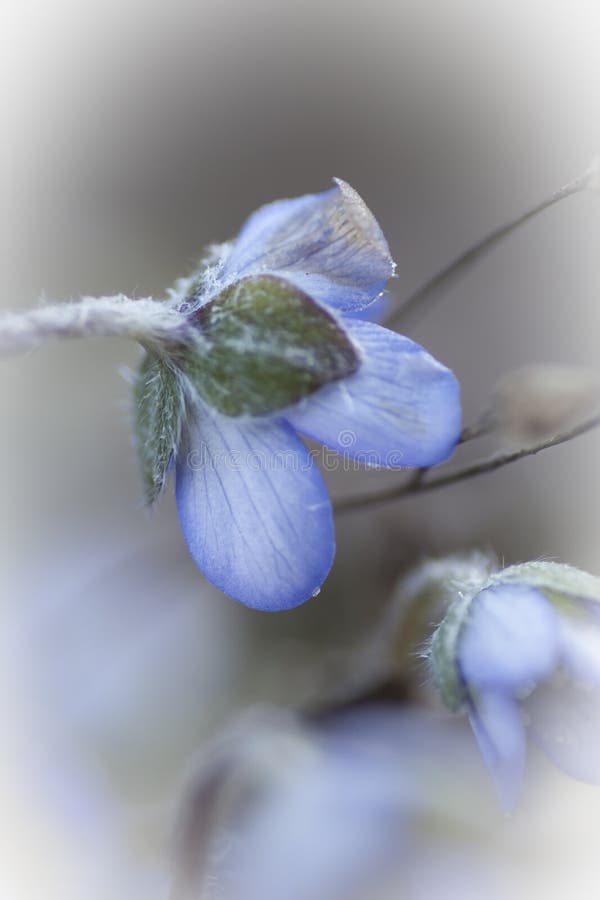 Blue anemones stock image. Image of spring, flowering - 78982097