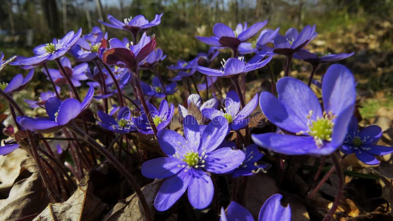 Blue anemones stock photo. Image of anemones, early, flowering - 61636858