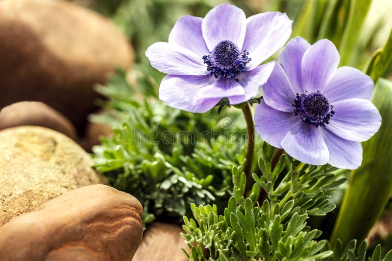 Blue Anemones in the Spring Garden Stock Photo - Image of petal, macro ...