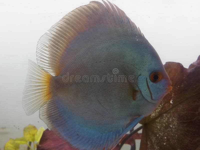 Blue Angel Fish Looking Very Beautiful Stock Image - Image of angel ...