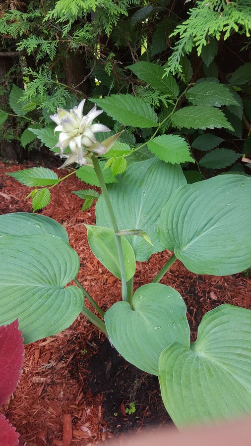 Blue Angel Hosta with Flower Stock Photo - Image of blue, hosta: 119278876