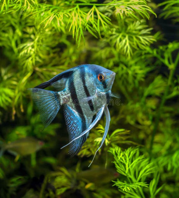 Blue Angelfish stock photo. Image of freshwater, south - 28382222