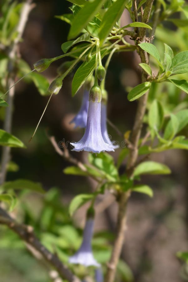 Blue Angels trumpet stock photo. Image of outdoors, nature - 208053714