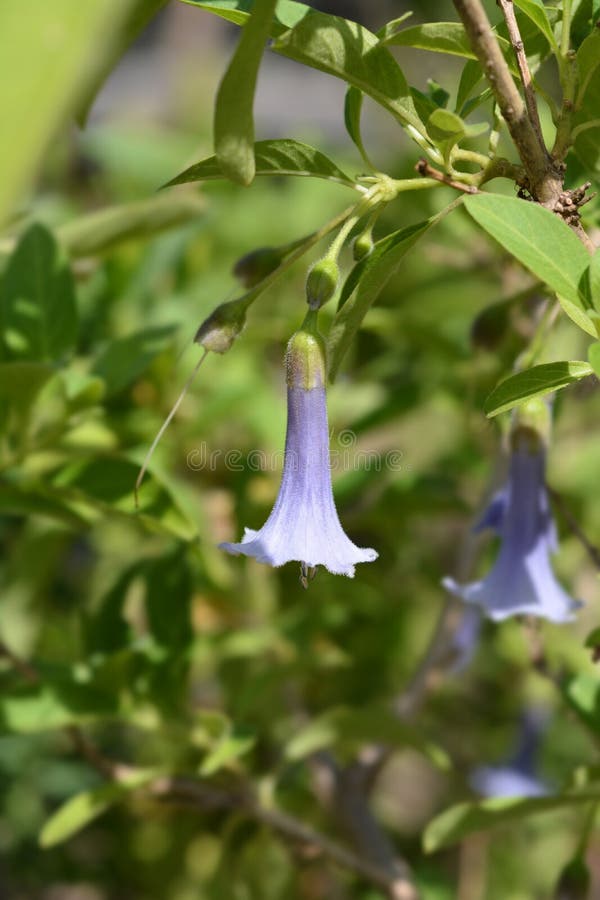Blue Angels trumpet stock photo. Image of outdoors, shrub - 208588306