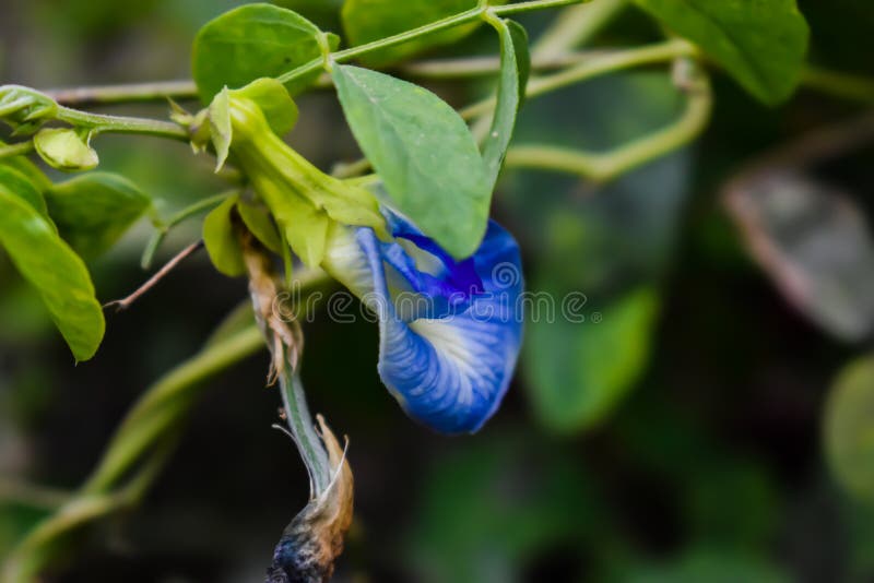 Blue Aparajita flower stock image. Image of green, garden - 167857679