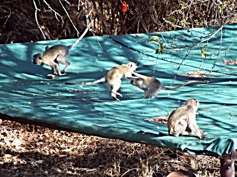 Blue Apes stock image. Image of travel, jungle, carry - 9191573