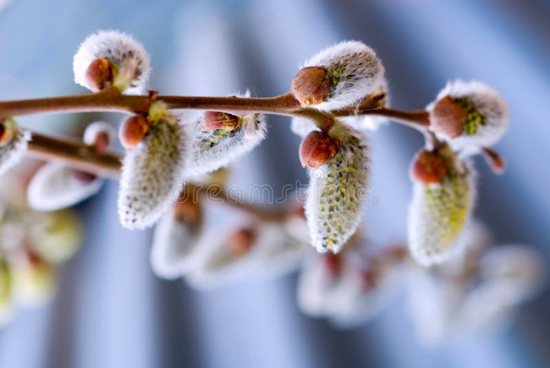 Blue april stock photo. Image of catkin, bright, nature - 2229578