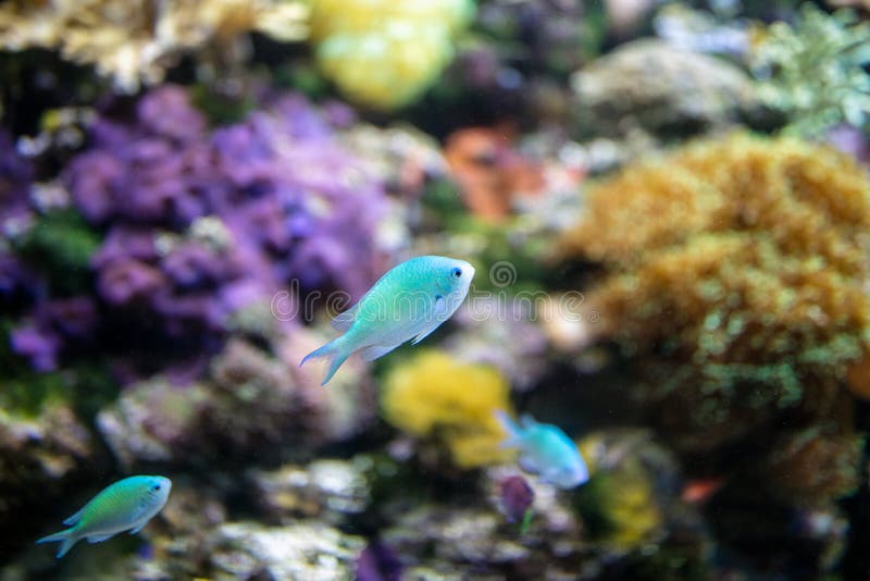 Blue aquarium fish stock photo. Image of life, fish - 148127534