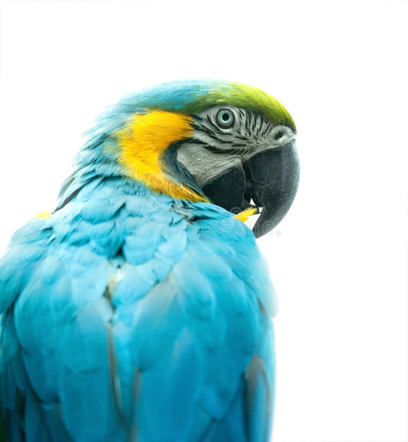 Blue Ara Isolated on White with Fly Opened Wings Stock Image - Image of ...