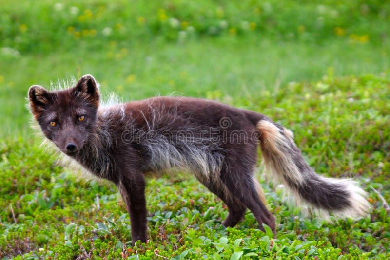 Blue Arctic Fox (Alopex Lagopus Semenovi) Stock Image - Image of tundra ...