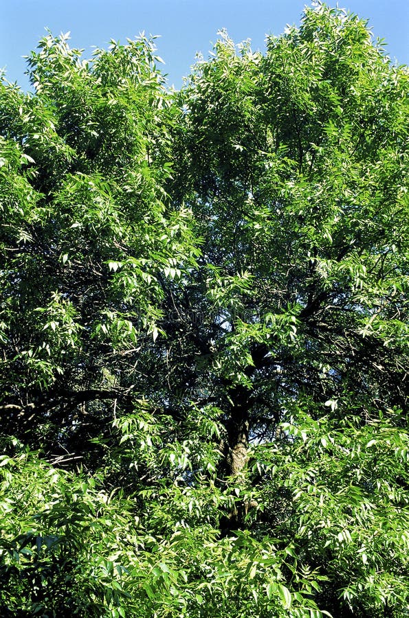 Fraxinus Quadrangulata Stock Photos - Free & Royalty-Free Stock Photos ...