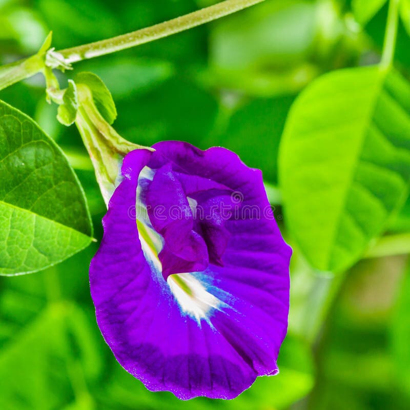 Blue Asian Pigeonwings Flower Stock Photo - Image of petals ...