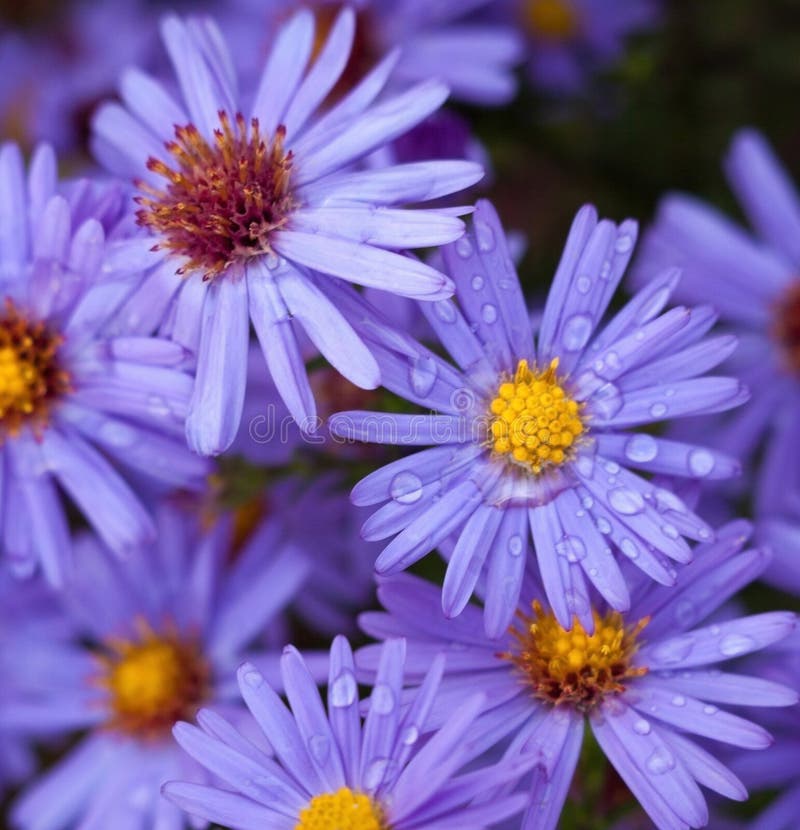 Blue aster flowers stock photo. Image of beauty, grow - 172567264