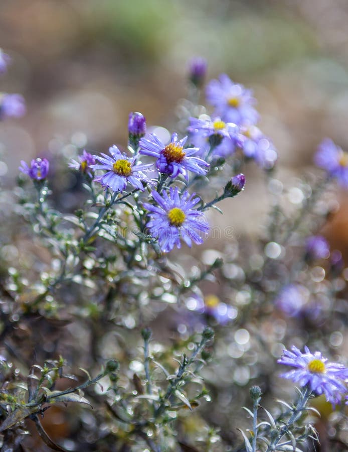 Blue aster flowers stock image. Image of drop, blossom - 172549423