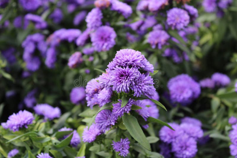 A blue aster in the garden stock photo. Image of bloom - 194497796