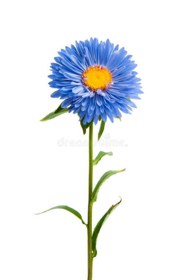 Blue aster isolated stock photo. Image of decoration - 124258432