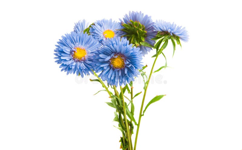 Blue aster isolated stock photo. Image of decoration - 124258368