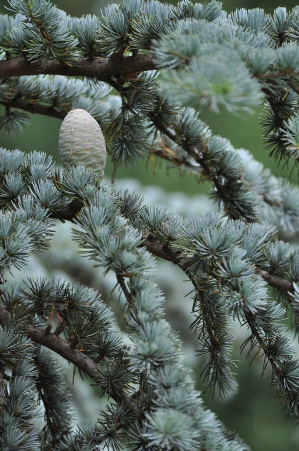 Blue Atlas Cedar stock image. Image of fronds, landscape - 14729833