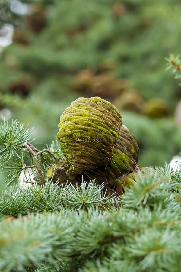 Blue Atlas Cedar Cone. Cedrus Atlantica Tree Stock Image - Image of ...