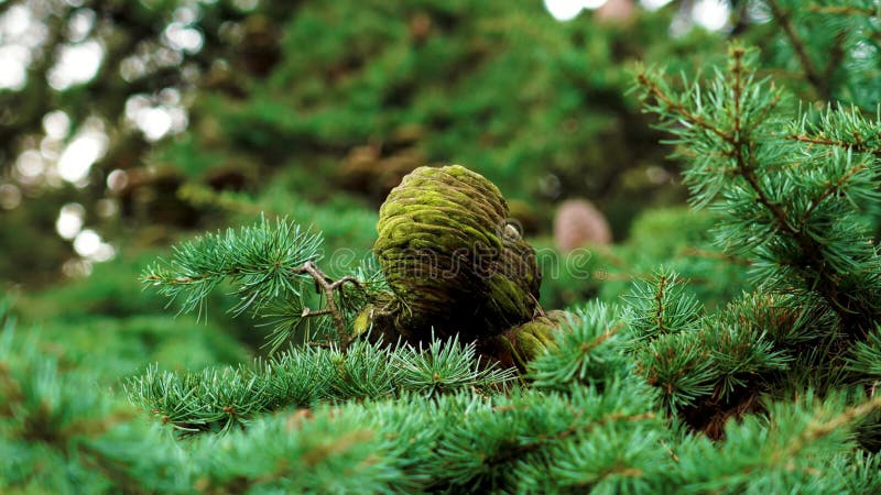 Blue Atlas Cedar Cone with Moss. Stock Footage - Video of forest ...