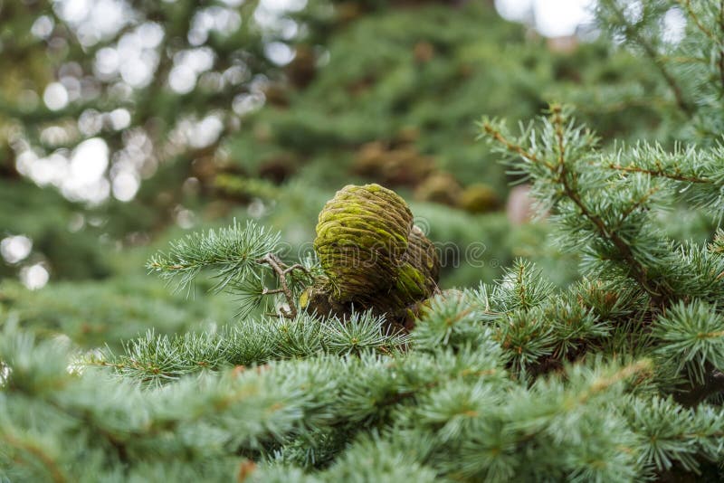 Blue Atlas Cedar Cone with Moss. Cedrus Atlantica Stock Image - Image ...