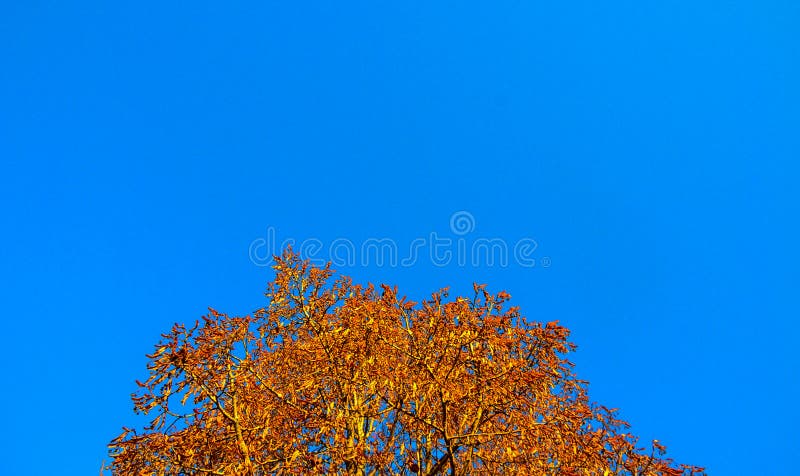 Blue autumn stock image. Image of autumn, nikond3100 - 48230833