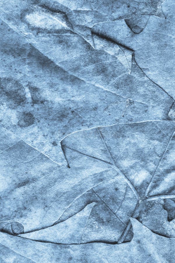 Blue Autumn Foliage Background Grunge Texture Stock Image - Image of ...