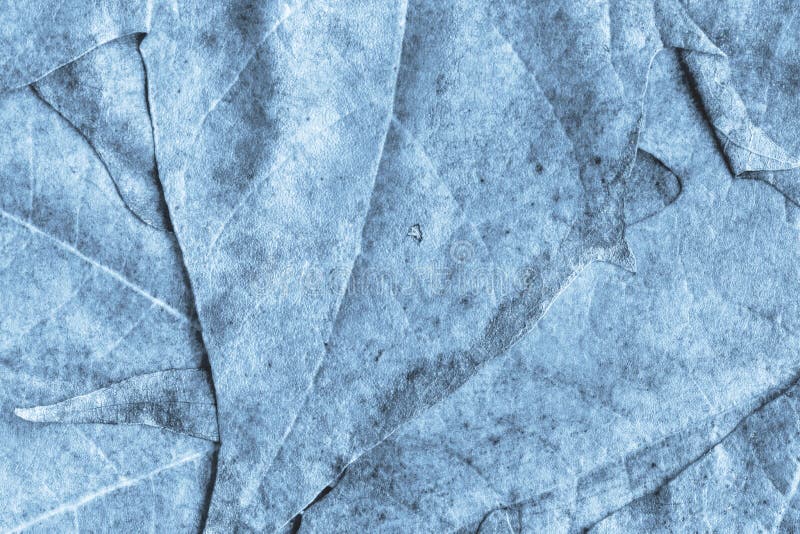 Blue Autumn Foliage Background Grunge Texture Stock Photo - Image of ...