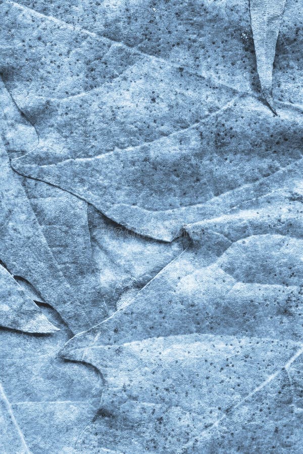 Blue Autumn Foliage Background Grunge Texture Stock Image - Image of ...