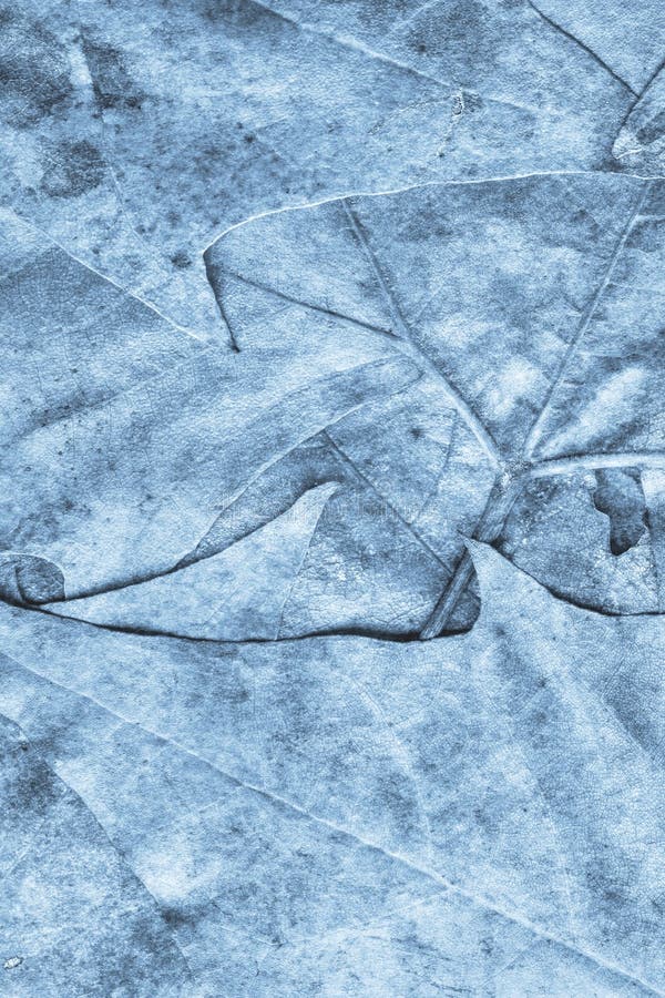 Blue Autumn Foliage Background Grunge Texture Stock Image - Image of ...