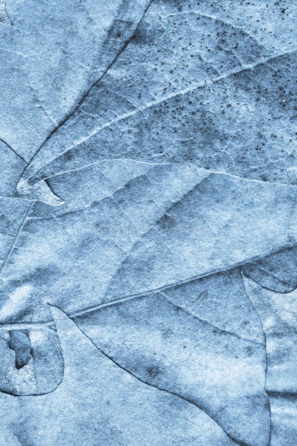 Blue Autumn Foliage Background Grunge Texture Stock Photo - Image of ...