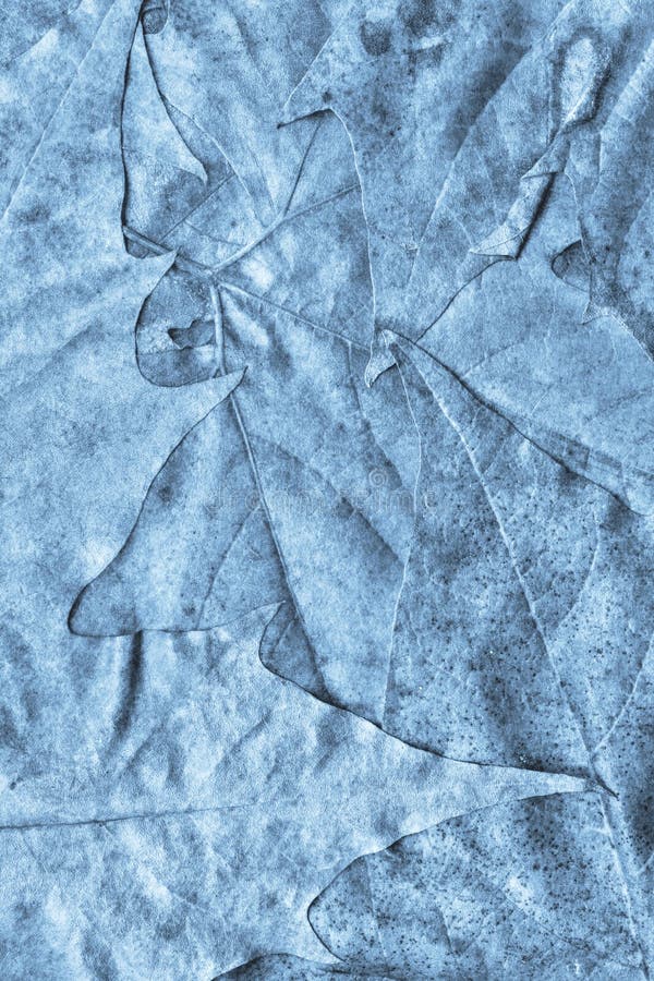 Blue Autumn Foliage Background Grunge Texture Stock Photo - Image of ...