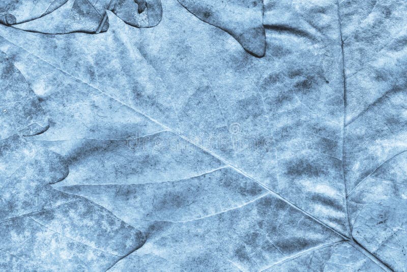 Blue Autumn Foliage Background Grunge Texture Stock Photo - Image of ...