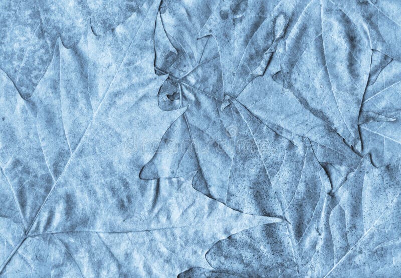 Blue Autumn Foliage Background Grunge Texture Stock Photo - Image of ...