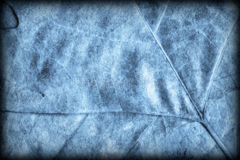 Blue Autumn Foliage Background Vignetted Grunge Texture Stock Image ...