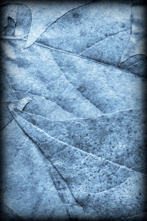 Blue Autumn Foliage Background Vignetted Grunge Texture Stock Image ...