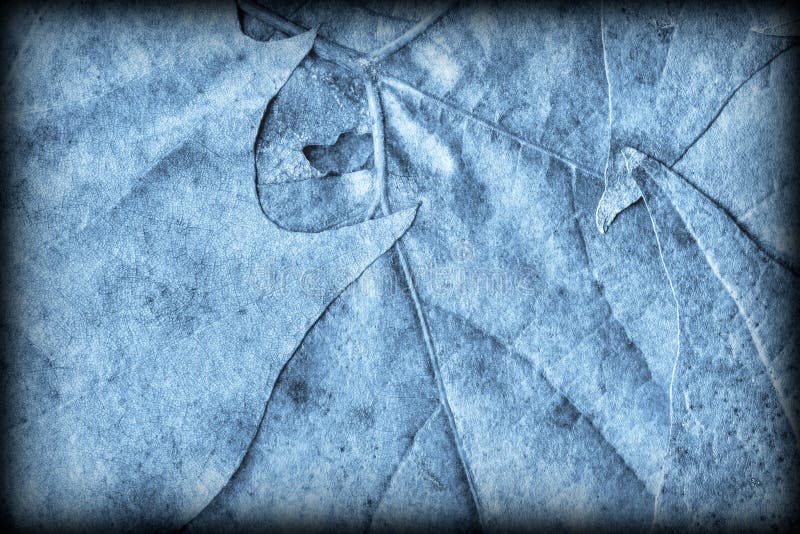 Blue Autumn Foliage Background Vignetted Grunge Texture Stock Photo ...