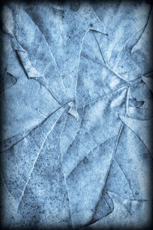 Blue Autumn Foliage Background Vignetted Grunge Texture Stock Image ...