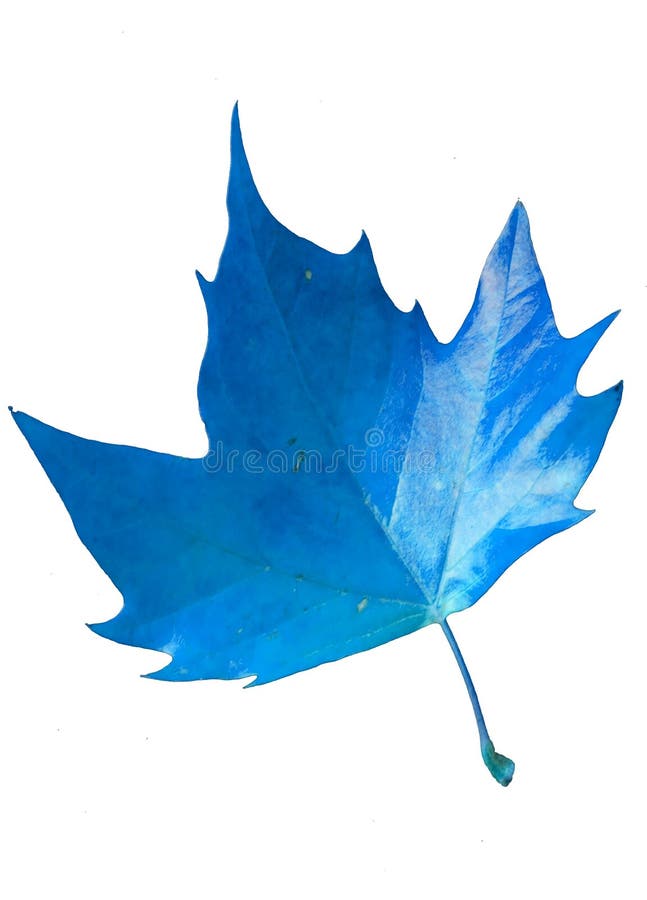 BLUE AUTUMN LEAF - ISOLATED Stock Photo - Image of yellow, tree: 3570340