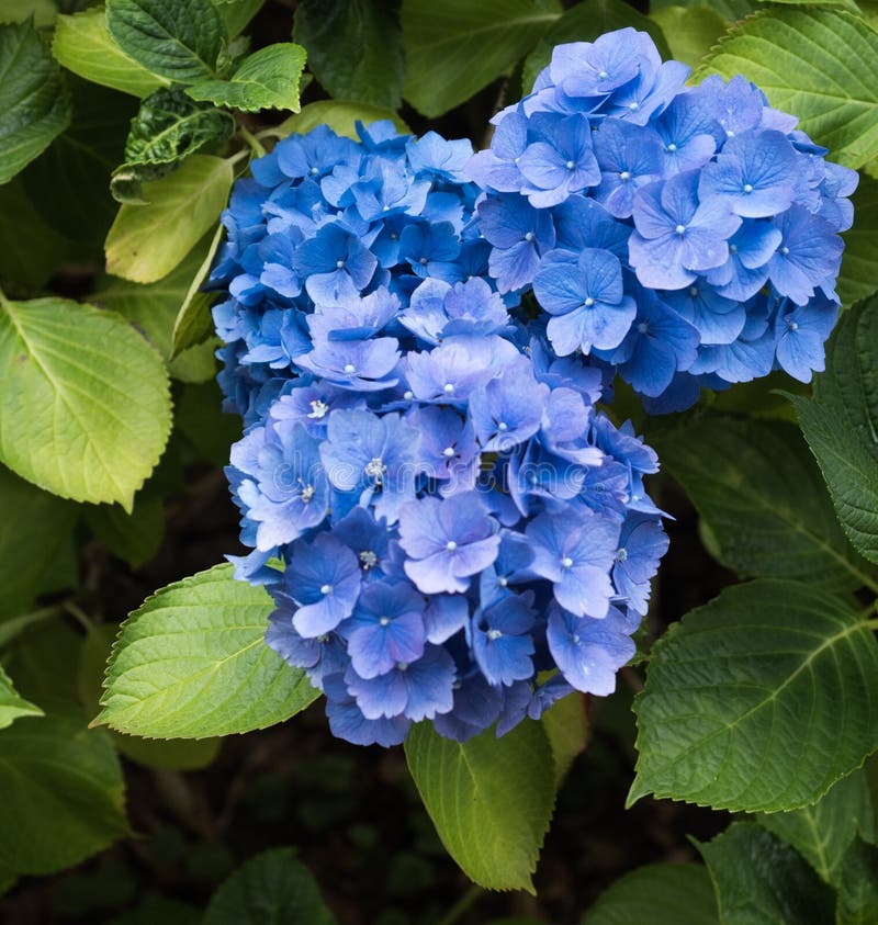 Blue azalea stock image. Image of background, azalea - 62001173