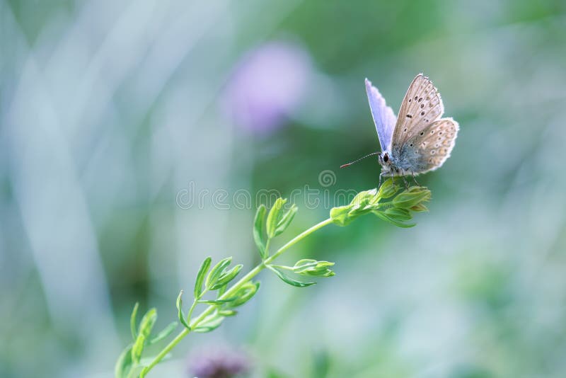 Blue Azure Butterfly on Flower Stock Image - Image of butterfly, garden ...