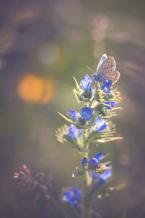 Blue Azure Butterfly on Flower Stock Image - Image of butterfly, garden ...