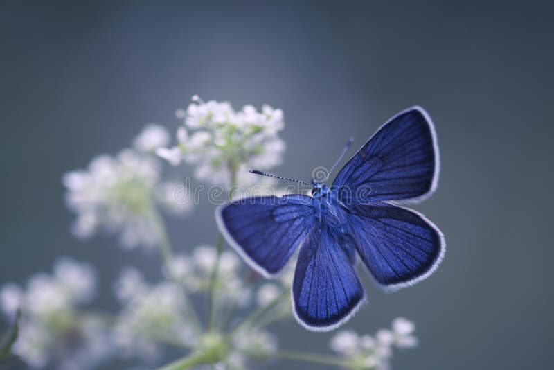 Blue Azure Butterfly on Flower Stock Photo - Image of flowers, pieris ...