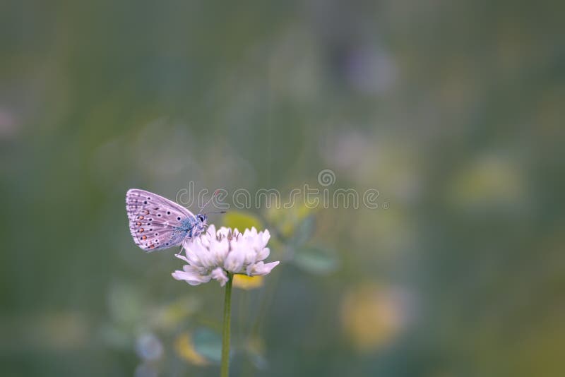 Blue Azure Butterfly on Flower Stock Image - Image of pink, macro ...