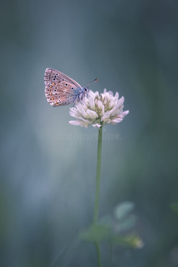Blue Azure Butterfly on Flower Stock Photo - Image of feeding, blade ...