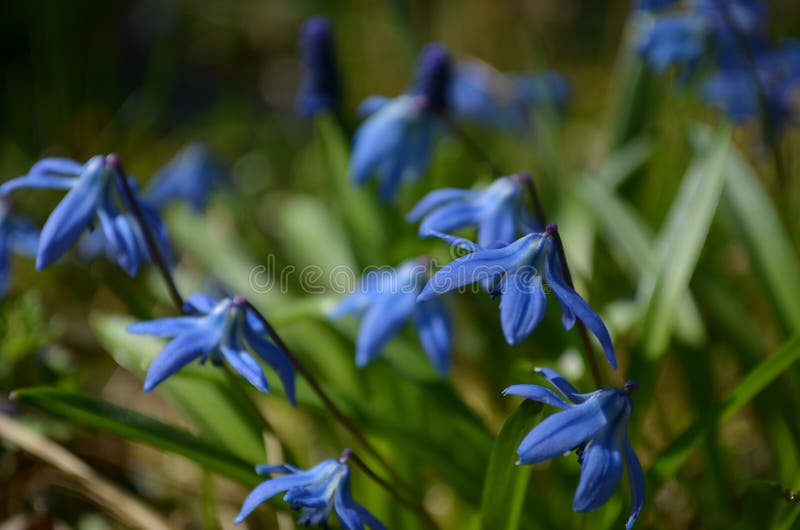 Blue Azure Flowers Spring Bloom Stock Image - Image of purple ...